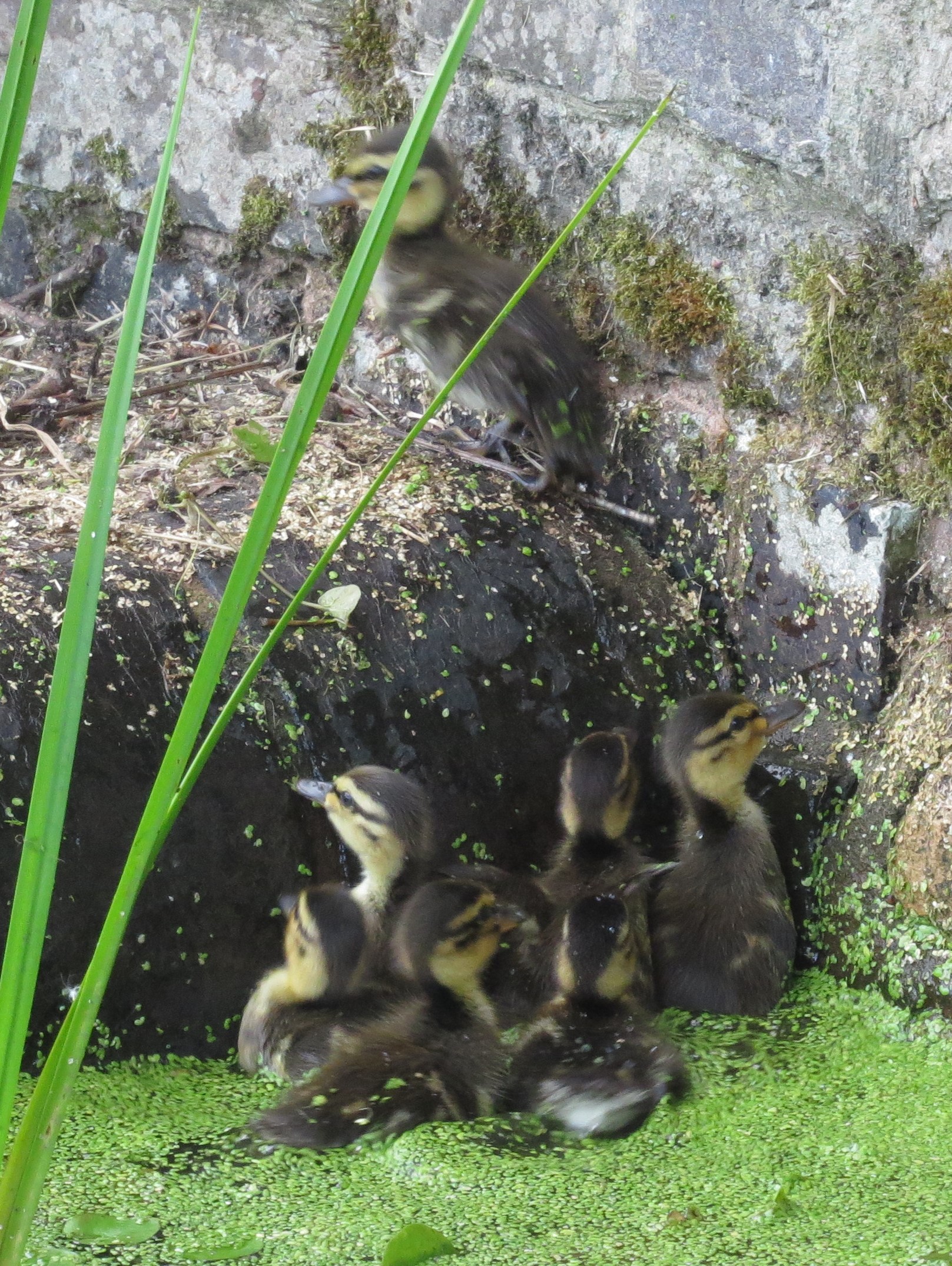Montgomery Canal wildlife through the seasons - The Montgomery Canal ...